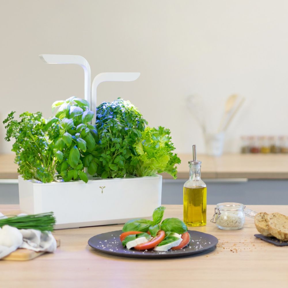 veritable vegetable paradise